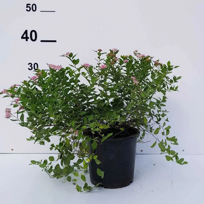 Spiraea jap. Little Princess