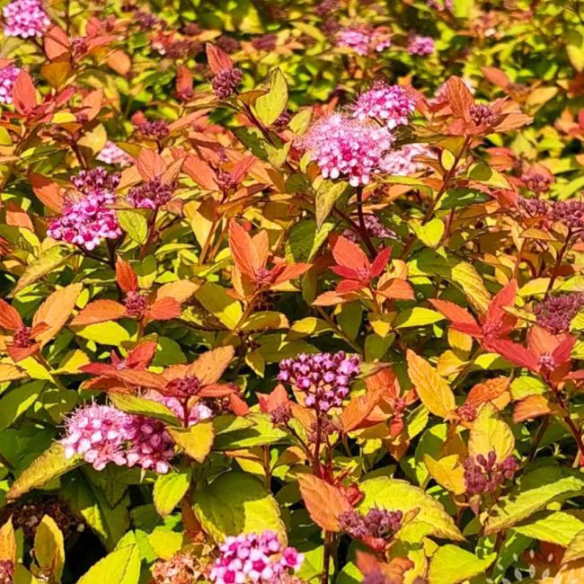 Spiraea japonica Zen Spirit Caramel