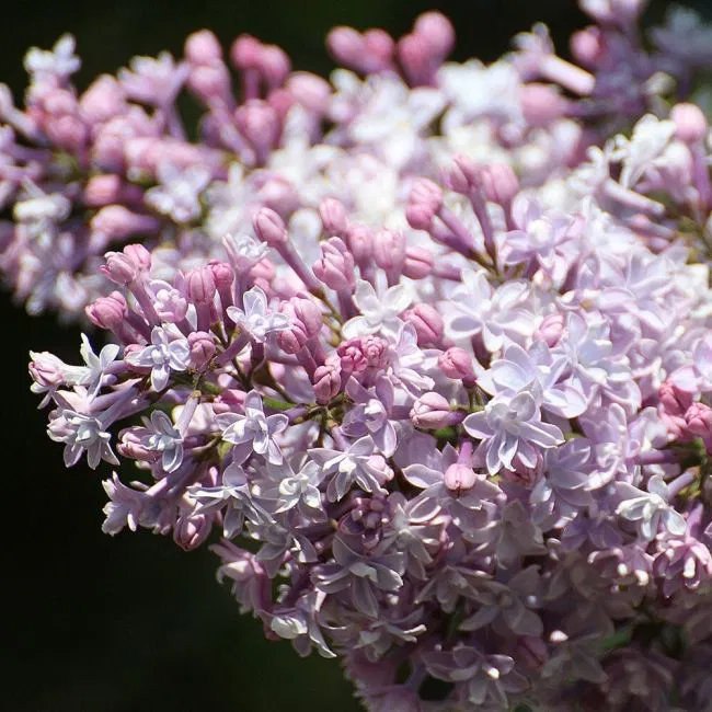 Syringa Josee - Patuljasti jorgovan