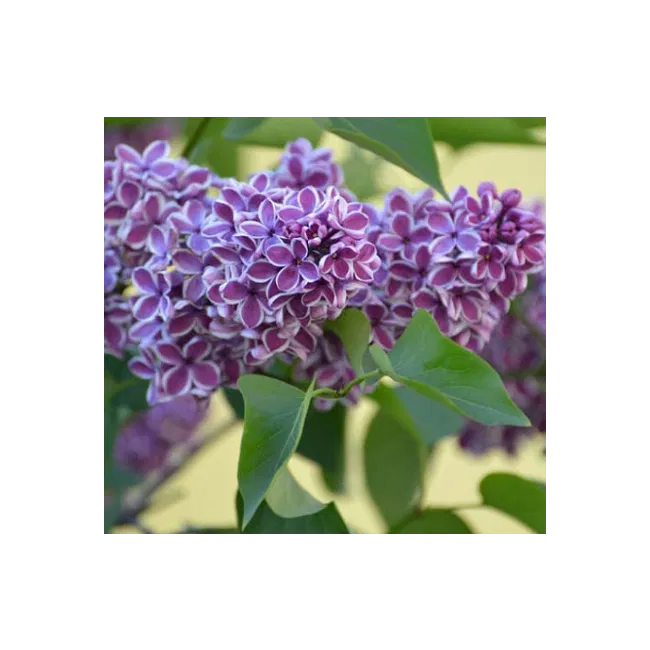 Syringa vulgaris