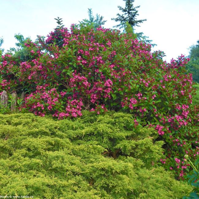 Weigela florida 'Bristol Ruby'
