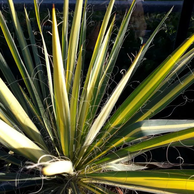 Yucca Filamentosa