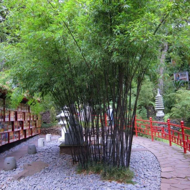 Phyllostachys nigra