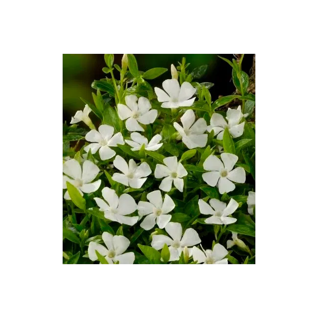 Vinca minor Alba