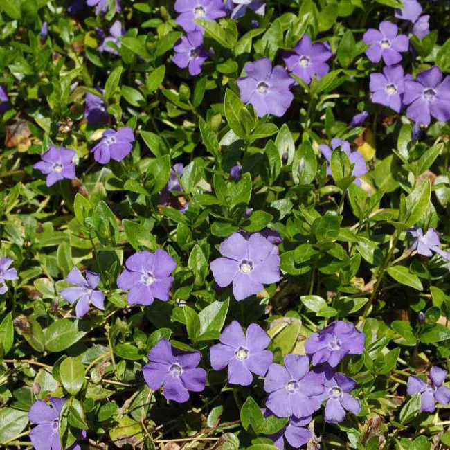 Vinca minor