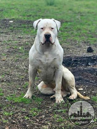 Dogo Argentino,mužijak slobodan za parenje