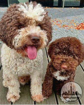 Novo leglo Lagotto romagnolo