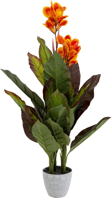 Ukrasna biljka Canna Lily 115cm