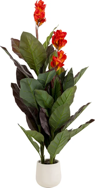 Ukrasna biljka Canna Lily 165cm