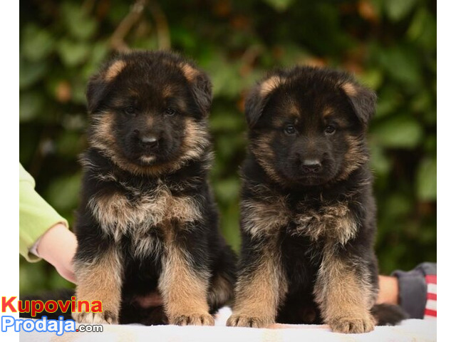 Nemački ovčar - prodaja štenaca
