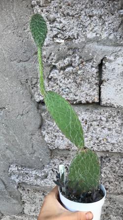 Opuntia sa belim bodljama, velika