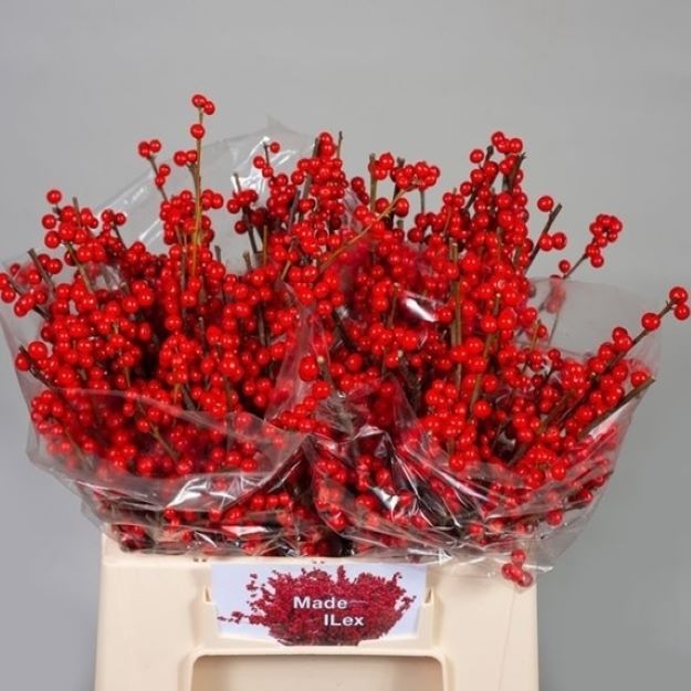 Ilex Red Berry 30cm