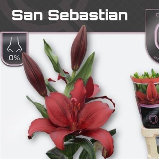 Li La San Sebastian