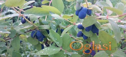 Kamčatka (Lunicera caerulea, Sibirska borovnica)