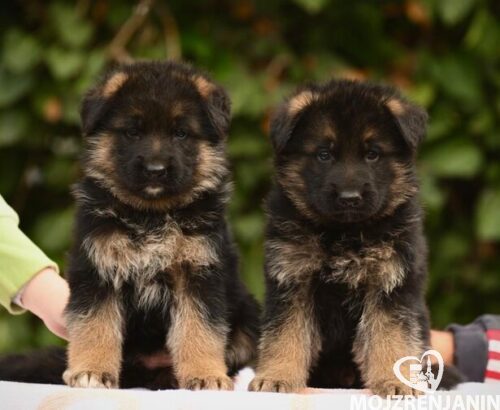 Nemački ovčar – prodaja štenaca
