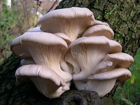 Bukovače iz Petlovače