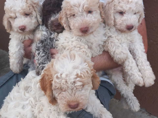Lagotto romagnolo stenci