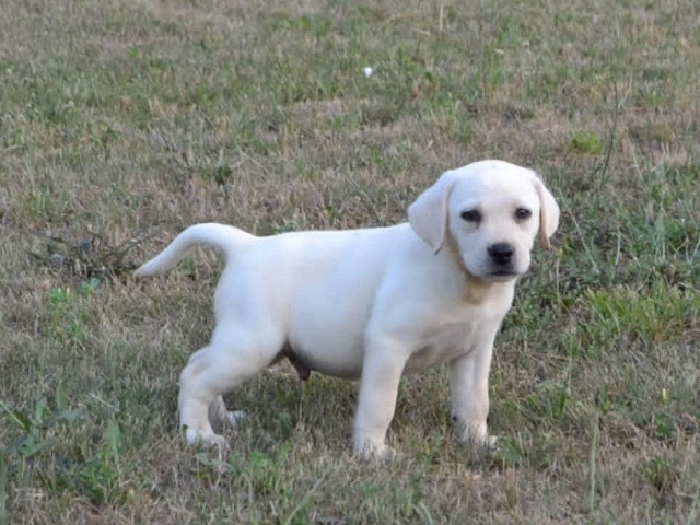 Labrador retriver