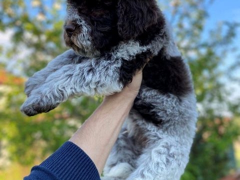 Lagotto Romagnolo štenci