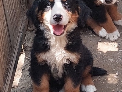 Štenci Bernskog planinskog psa