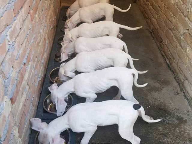Na prodaju stenci Dogo Argentino