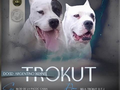 Dogo Argentino, štenci