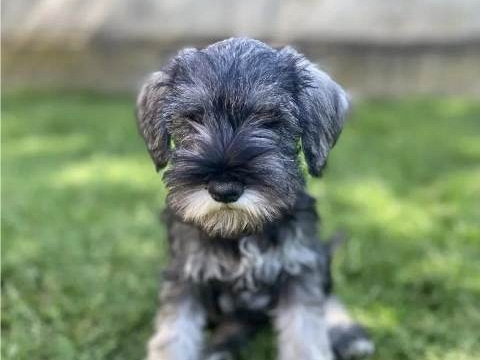 Patuljasti Šnaucer Miniature Schnauzer