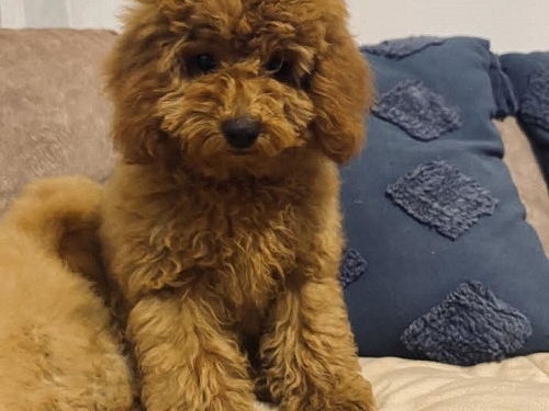 Toj pudla (Toy Poodle)