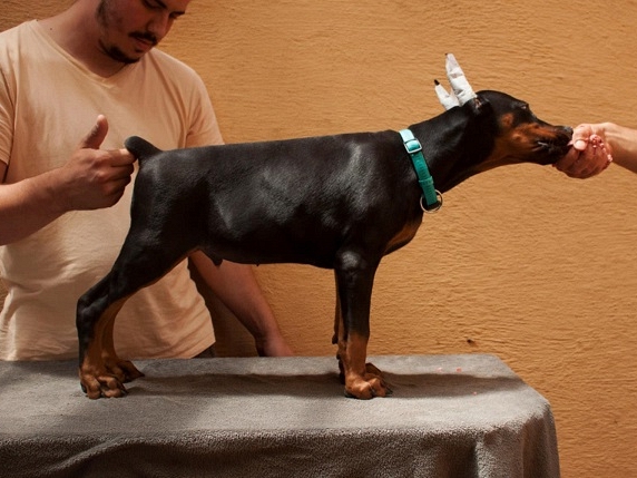 Doberman štenci