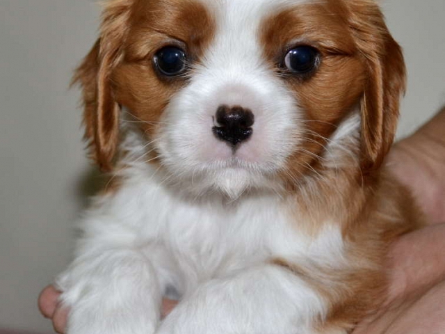 CAVALIER KING CHARLES spaniel štenci