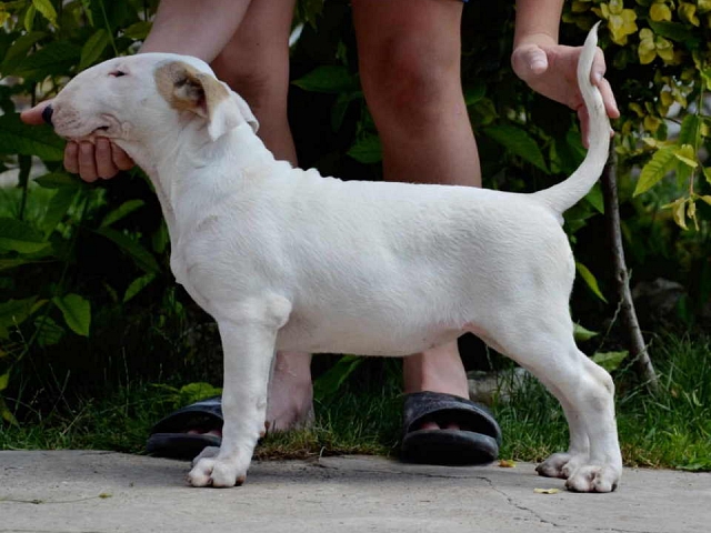 SUGAR SKULL odgaivacnica bull terrijera