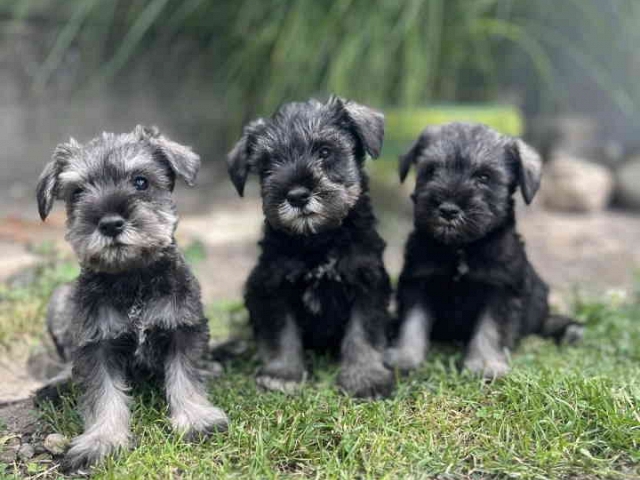 Patuljasti Šnaucer Miniature Schnauzer