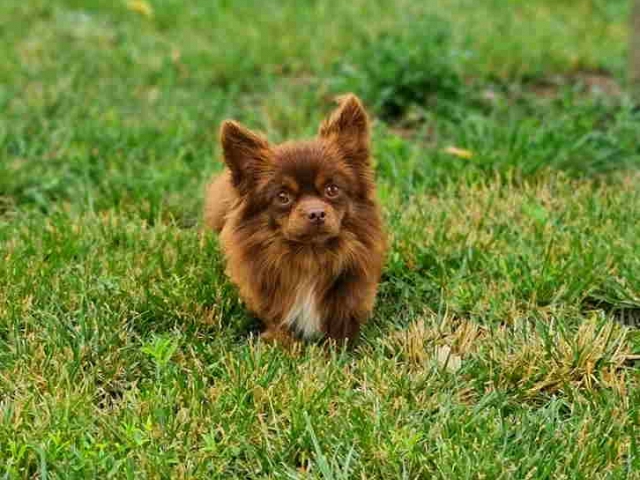 Čivava dugodlaka čokoladni mužjak za parenje