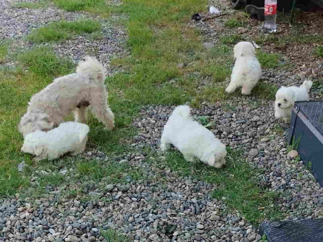 U ponudi čistokrvni štenci MALTEZERA