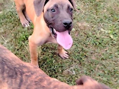 Presa Canario štenci