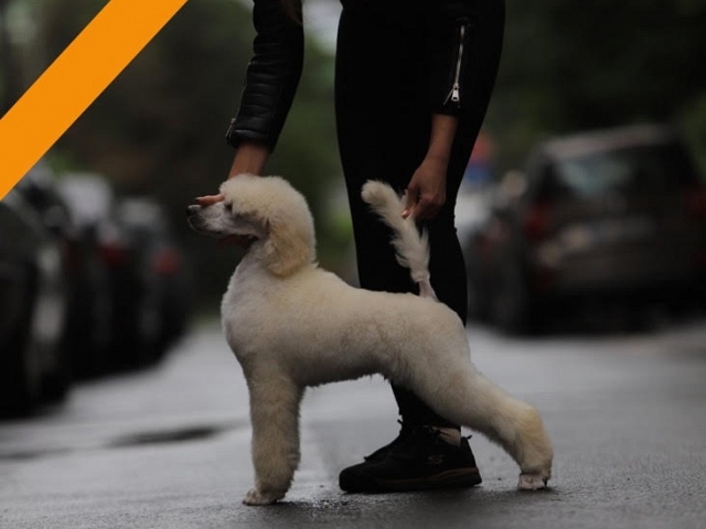 Štenci velike kraljevske poodle