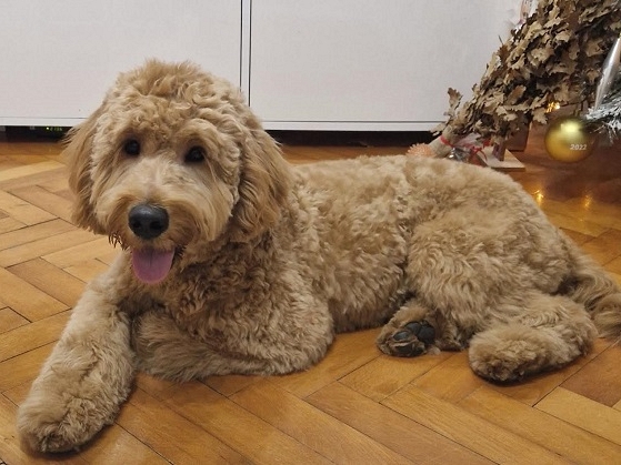 Goldendoodle F1