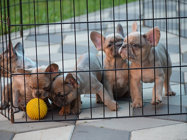 Štenci francuskog buldoga egzotičnih boja