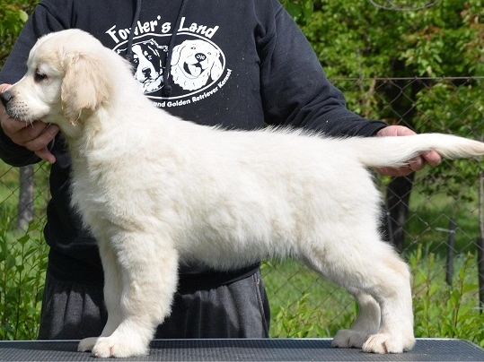 Zlatni retriver, muško štene