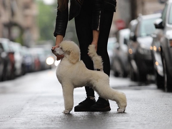 Štenci velike KRALJEVSKE POODLE