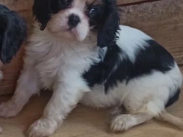 Cavalier King Charles Spaniel štenci