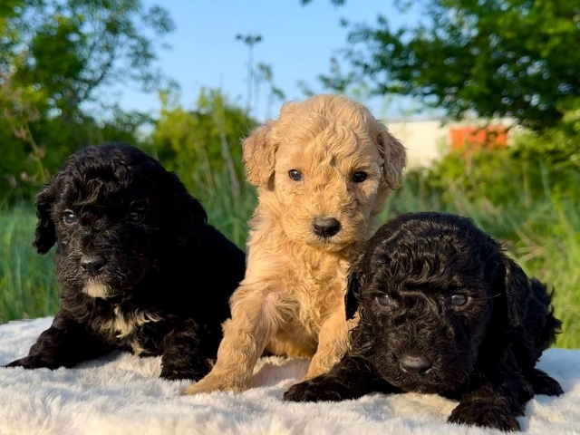Labradoodle-labradudl (labrador + pudla)
