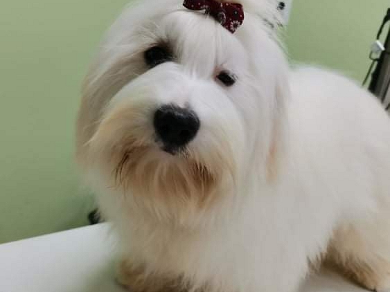 Coton de Tulear (Tulearski pas)