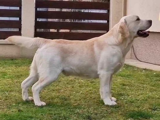 LABRADOR retriver štenci