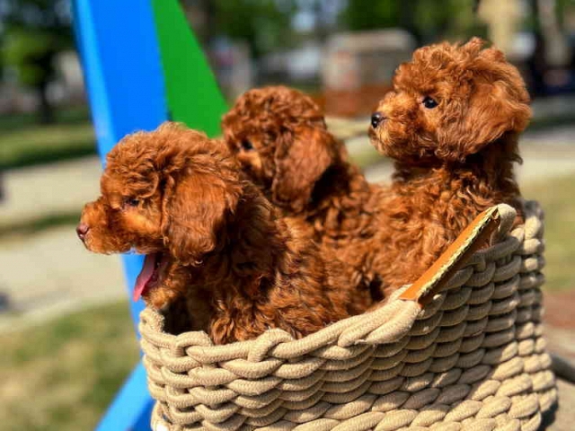 Štenci crvene pudle od oba crvena roditelja