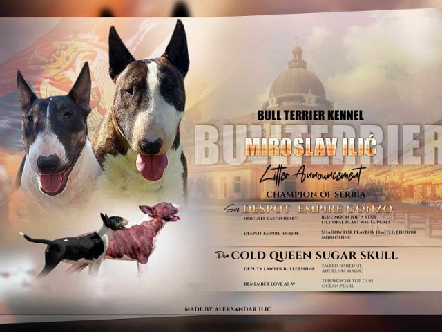 Standard Bull Terrier stenci na prodaju