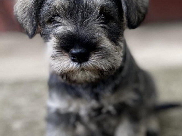 Patuljasti Šnaucer Miniature Schnauzer