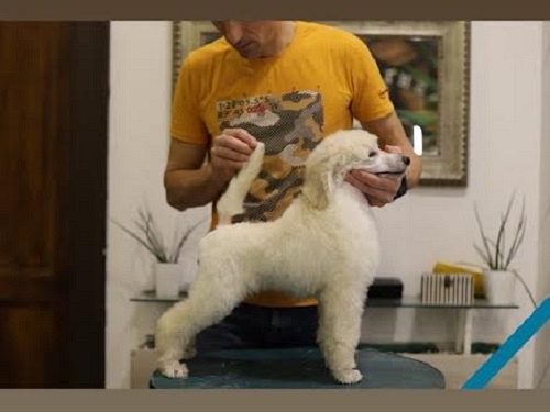 Štenci velike KRALJEVSKE POODLE