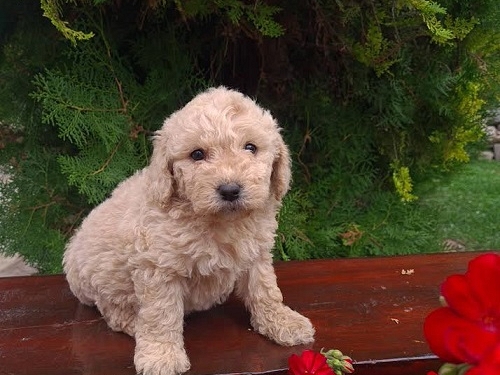 Labradoodle štenci
