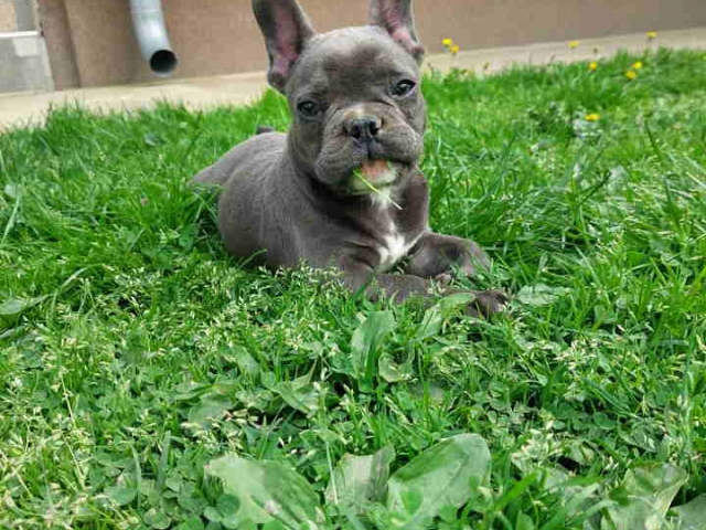 U ponudi stencu francuskog buldoga plave boje